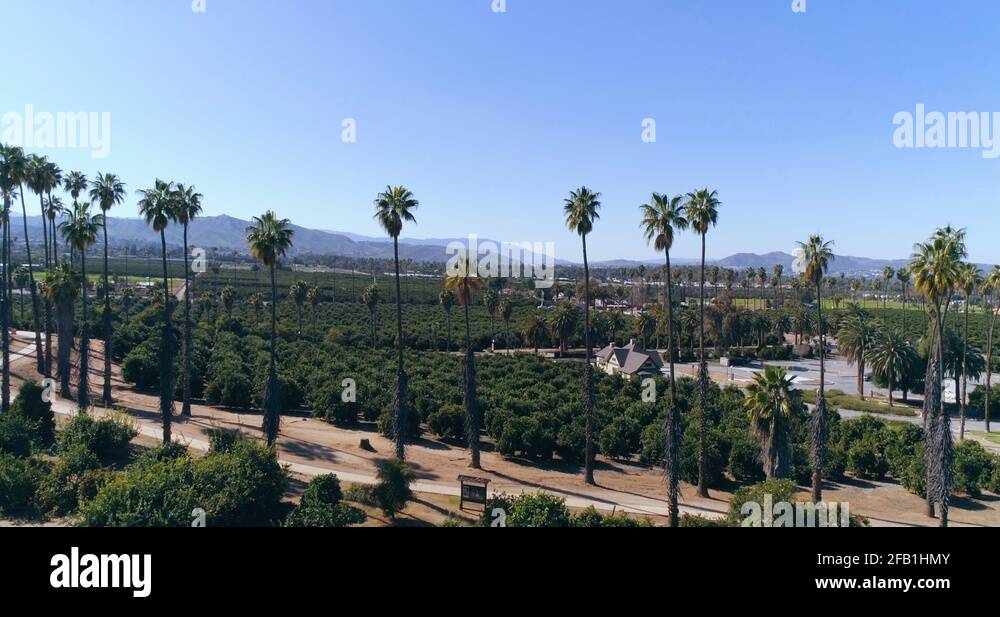 Riverside palm trees Stock Videos & Footage - HD and 4K Video Clips - Alamy