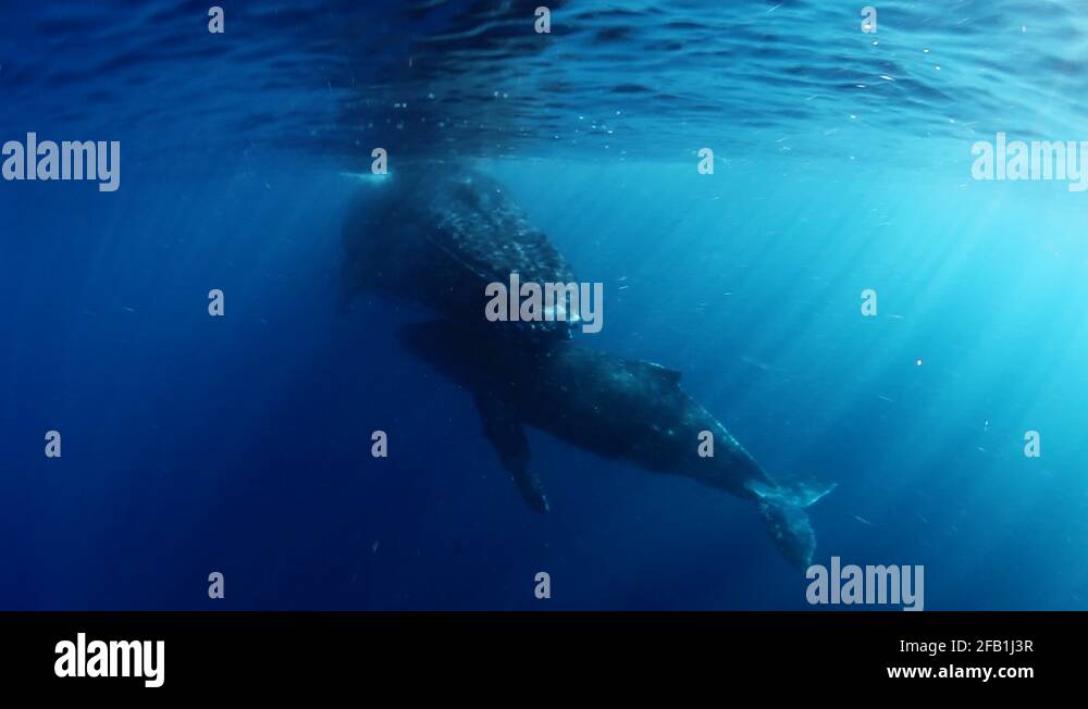 Whale Humpback mother hugs cub in reflection of sun rays underwater ...