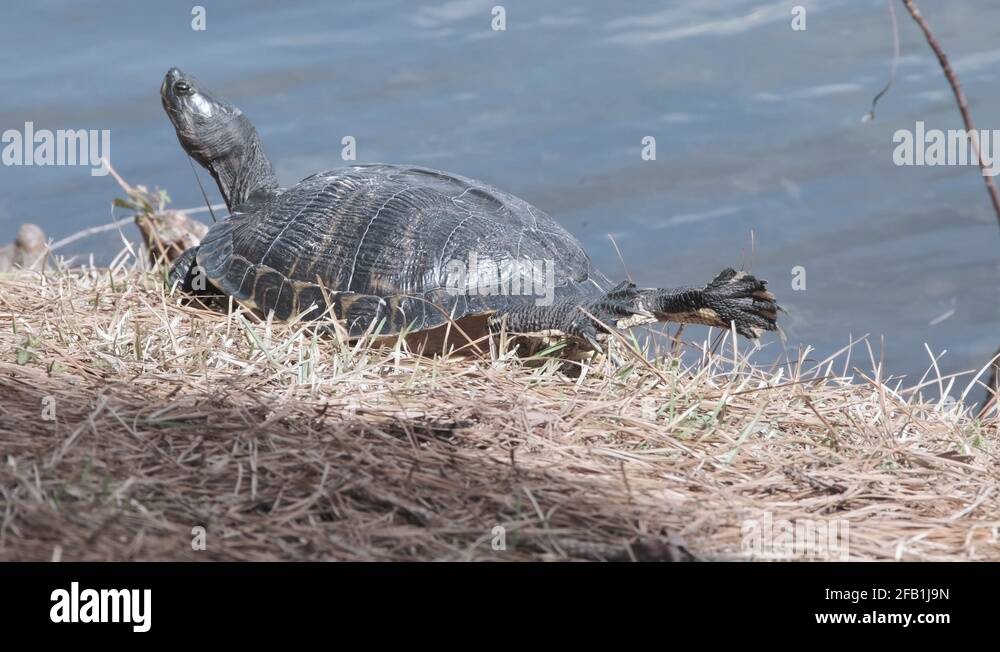 Turtle legs Stock Videos & Footage - HD and 4K Video Clips - Alamy