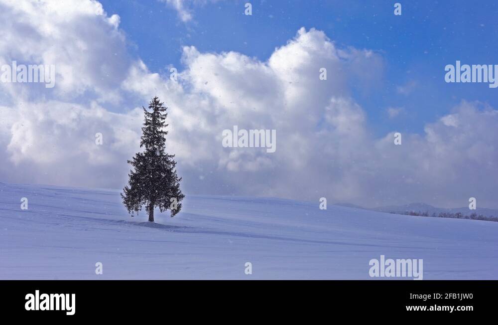Isolated pine tree Stock Videos & Footage - HD and 4K Video Clips - Alamy