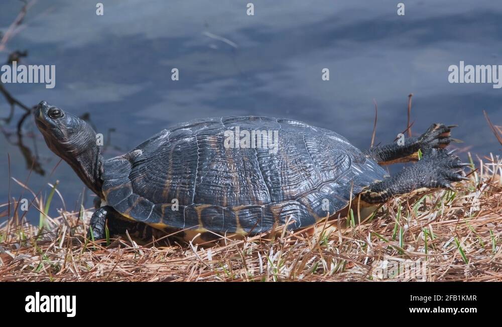 Turtle stretching its back legs sunning Stock Video Footage - Alamy