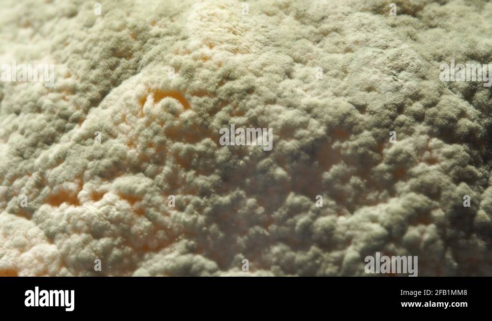 The growth of mold in the fruit. Mold on the food macro Stock Video ...