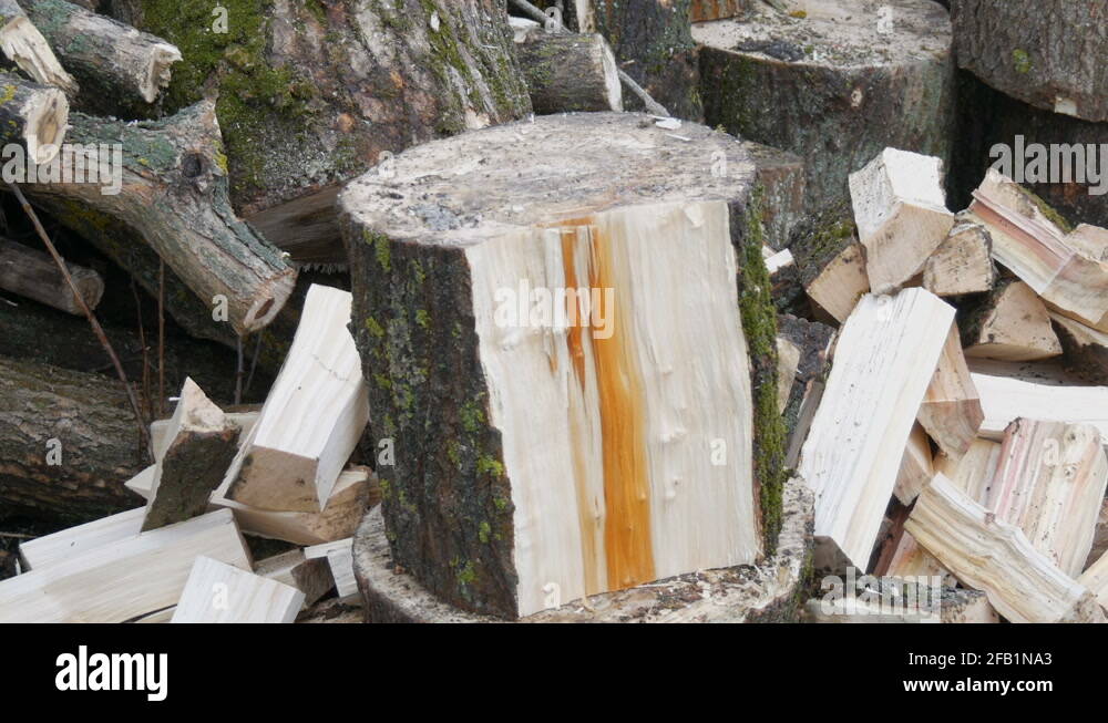 Large wooden tree trunks Stock Videos & Footage - HD and 4K Video Clips ...
