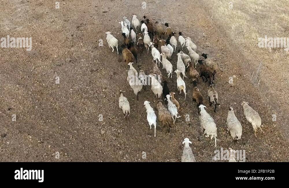 Following pack Stock Videos & Footage - HD and 4K Video Clips - Alamy