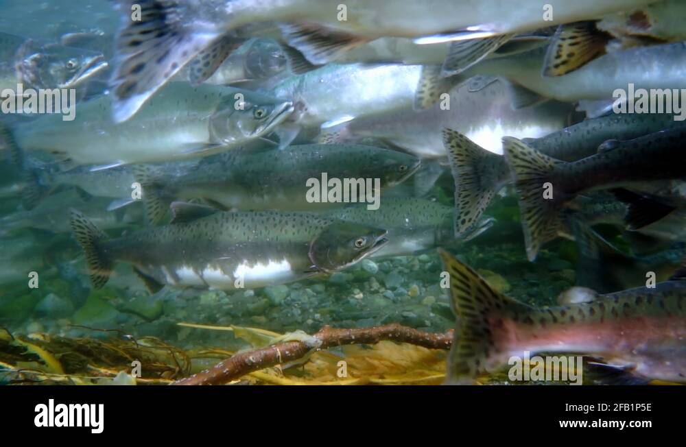 Salmonidae Stock Videos & Footage - HD and 4K Video Clips - Alamy