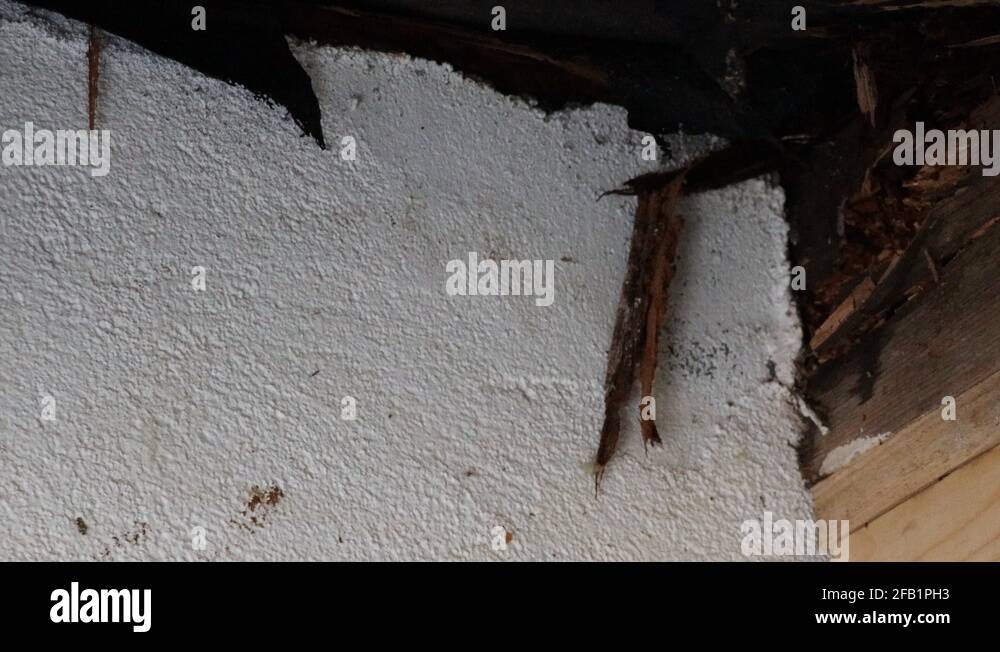 Removing Fungus From Roof Shingles at Alexandra Duigan blog
