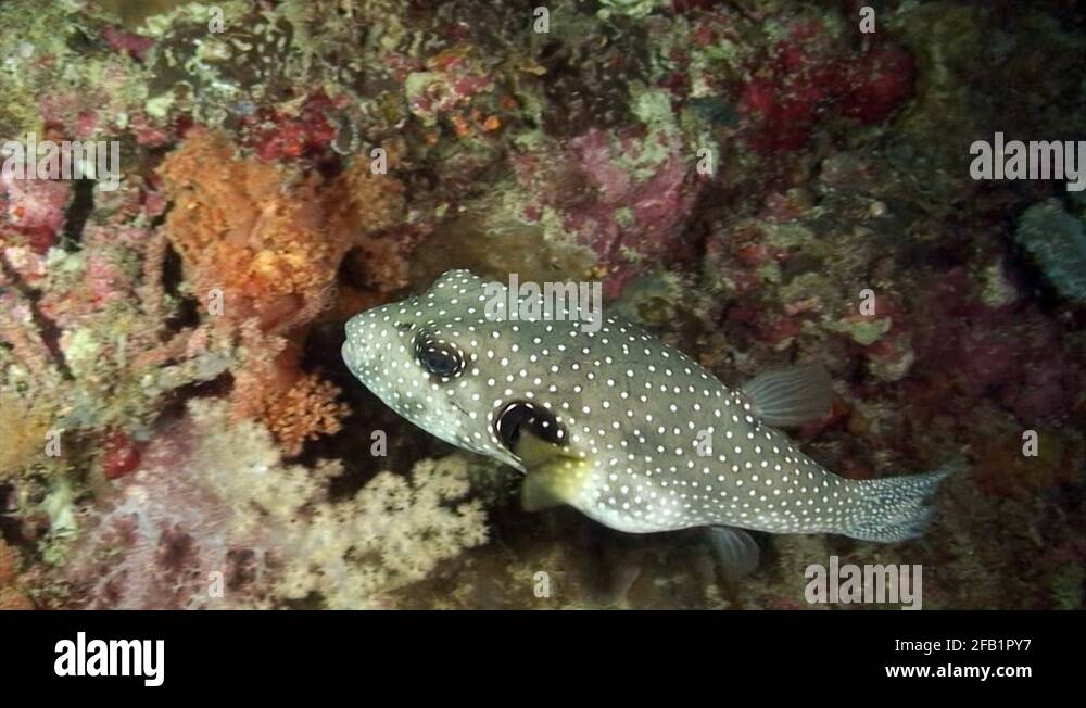 Red sea puffer fish Stock Videos & Footage - HD and 4K Video Clips - Alamy