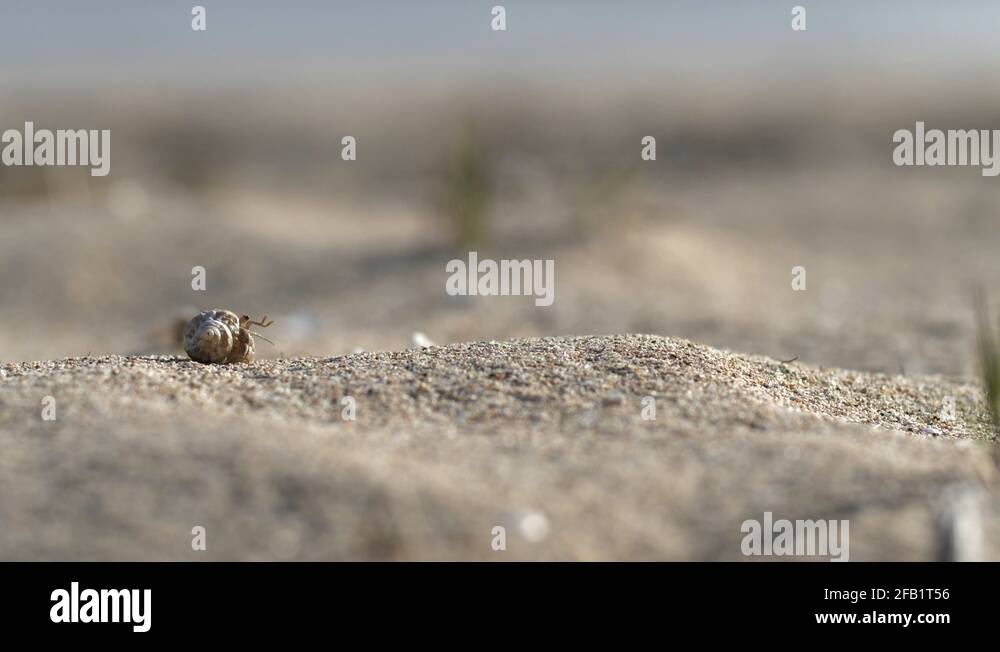 Little shell in the sand Stock Videos & Footage - HD and 4K Video Clips ...