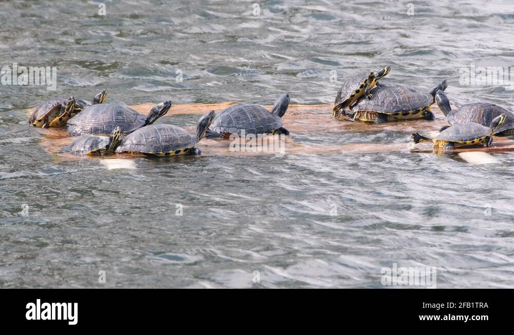 Animal raft Stock Videos & Footage - HD and 4K Video Clips - Alamy