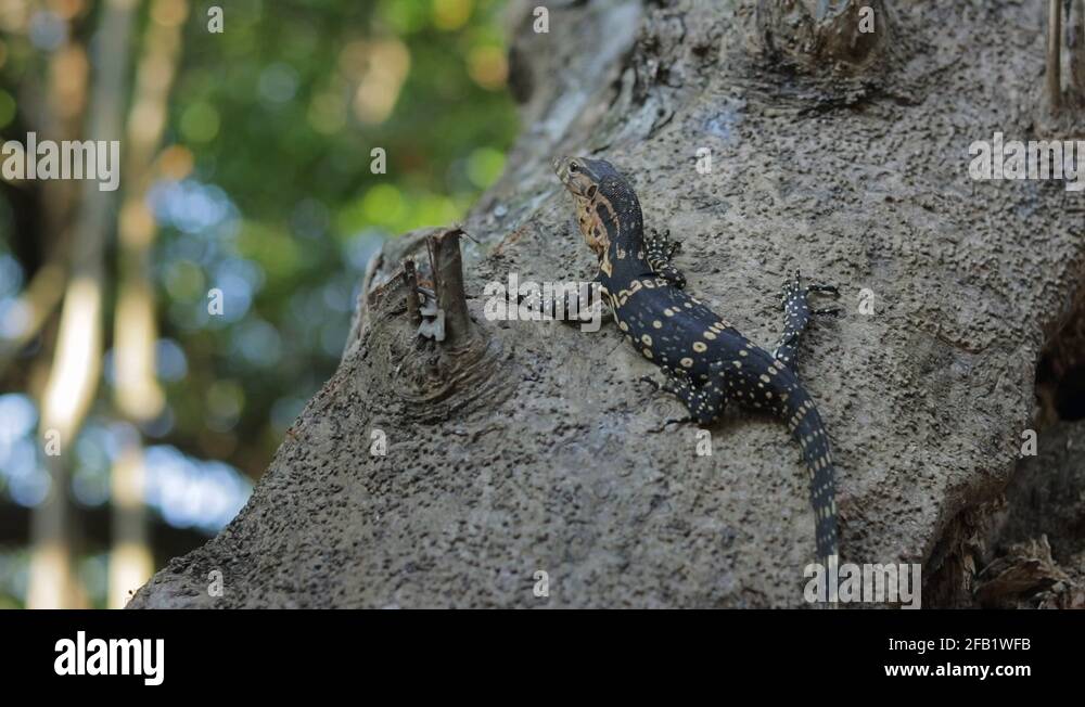 Baby water monitor lizard varanus Stock Videos & Footage - HD and 4K ...