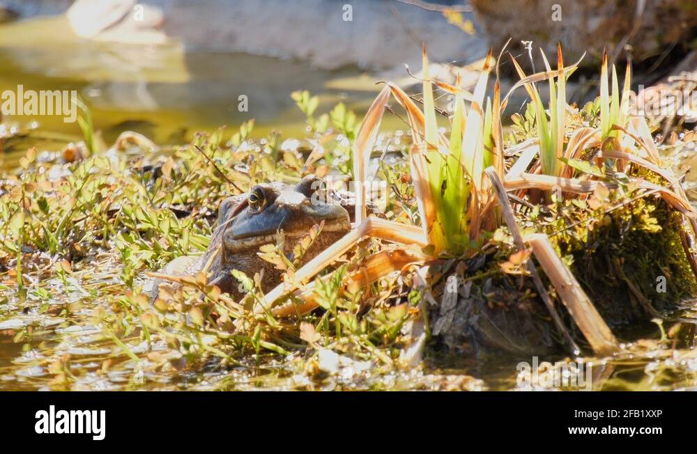 Bullfrog jumping Stock Videos & Footage - HD and 4K Video Clips - Alamy