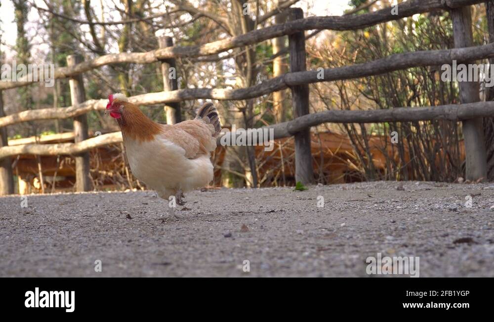 Chicken on the fence Stock Videos & Footage - HD and 4K Video Clips - Alamy