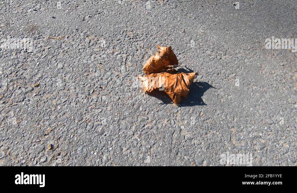 Old brown maple leaf Stock Videos & Footage - HD and 4K Video Clips - Alamy