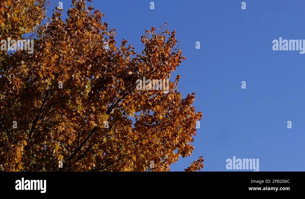 Beautiful fall blue sky Stock Videos & Footage - HD and 4K Video Clips ...