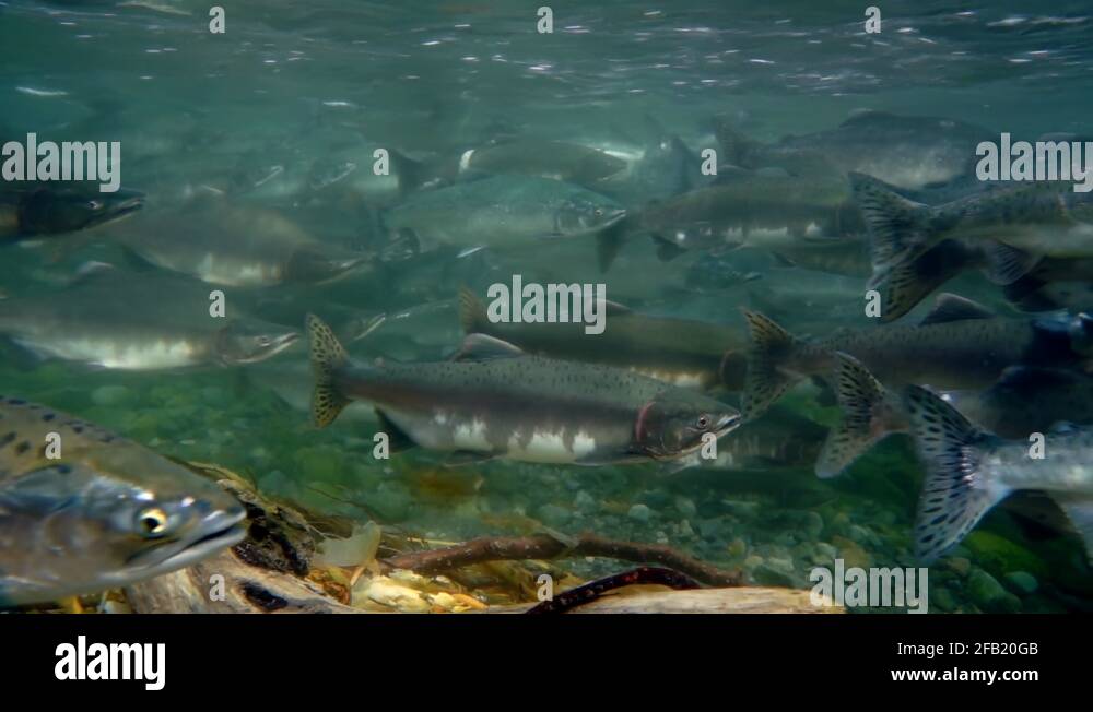 Oncorhynchus species Stock Videos & Footage - HD and 4K Video Clips - Alamy