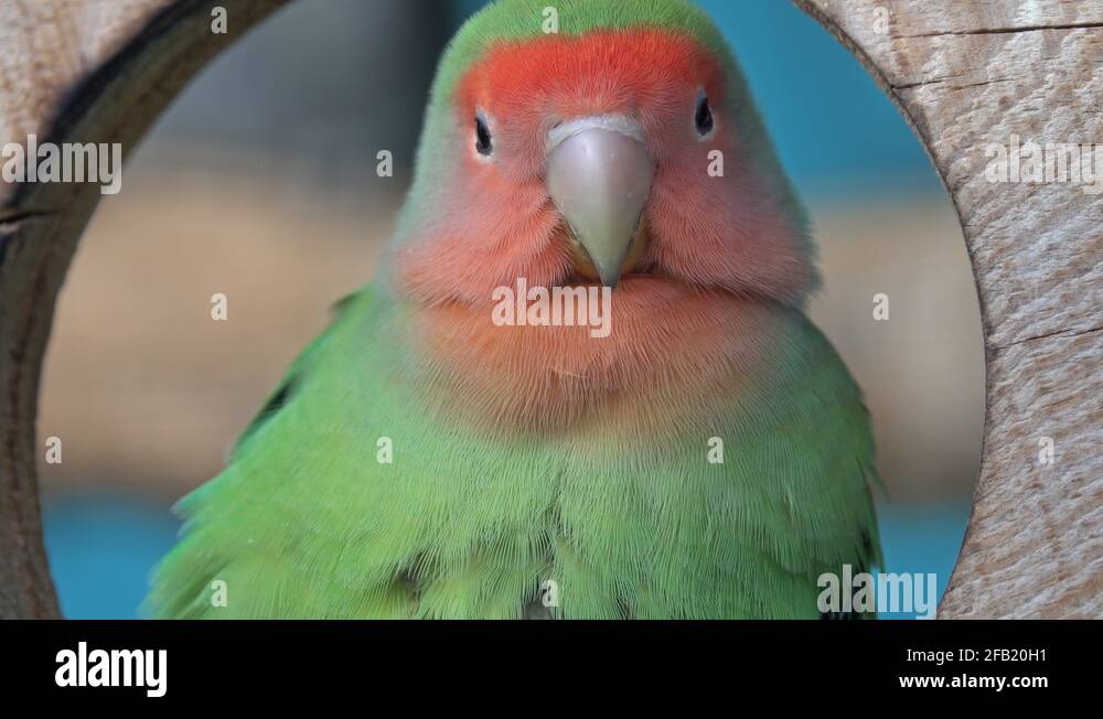 Rosy faced lovebird agapornis roseicollis bird Stock Videos & Footage ...
