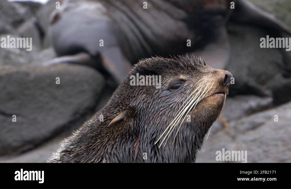 Roar animal Stock Videos & Footage - HD and 4K Video Clips - Alamy