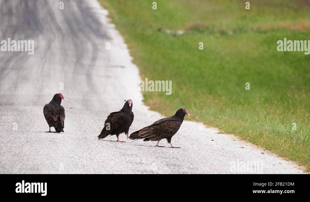 Road buzzards Stock Videos & Footage - HD and 4K Video Clips - Alamy
