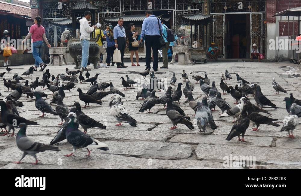 Goddess of mercy plant Stock Videos & Footage - HD and 4K Video Clips ...