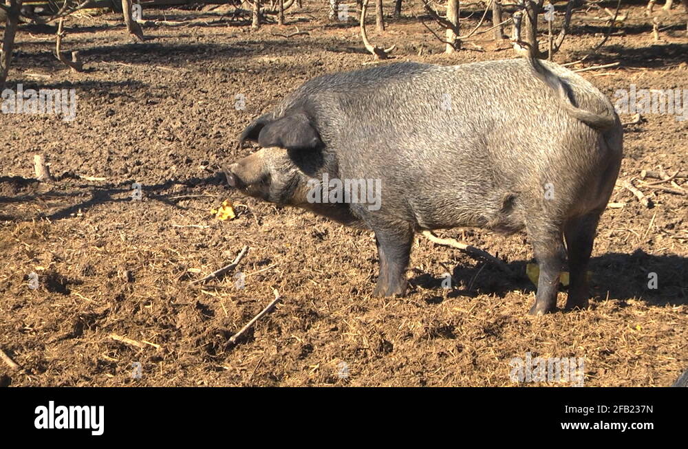 Large black pigs Stock Videos & Footage - HD and 4K Video Clips - Alamy