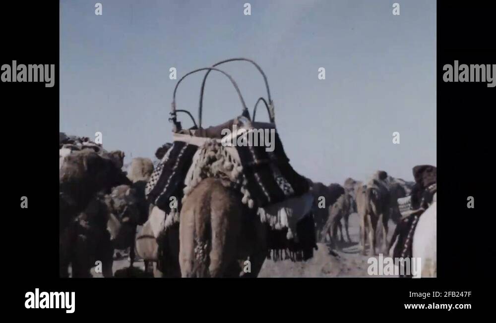 Animal for load carry Stock Videos & Footage - HD and 4K Video Clips ...