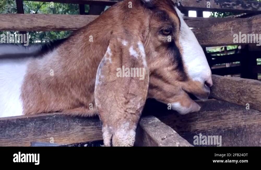 Nuts cultivation Stock Videos & Footage - HD and 4K Video Clips - Alamy