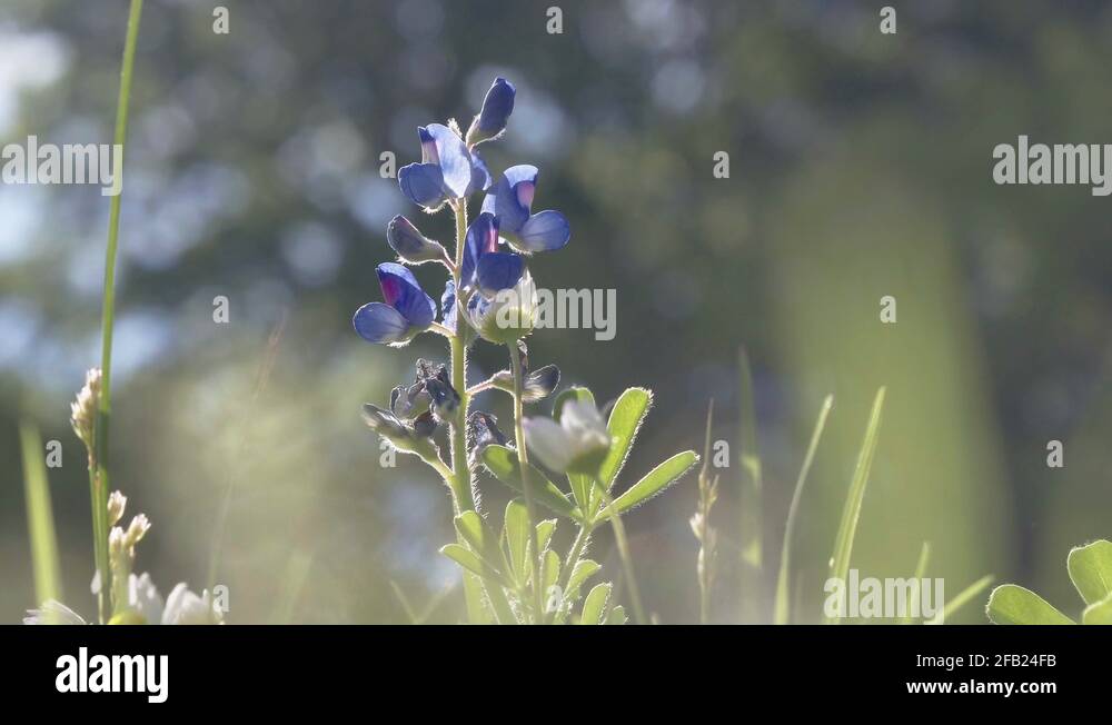 Lupinus texensis texas bluebonnet Stock Videos & Footage - HD and 4K ...