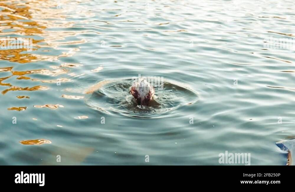 Magic duck Stock Videos & Footage - HD and 4K Video Clips - Alamy