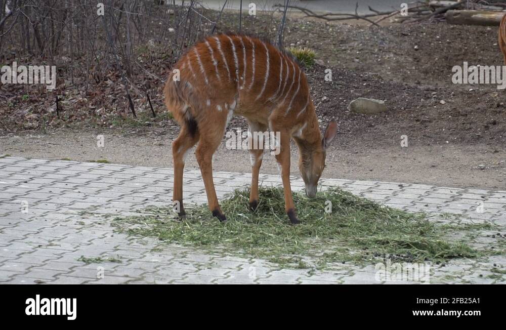 Nyala pattern Stock Videos & Footage - HD and 4K Video Clips - Alamy