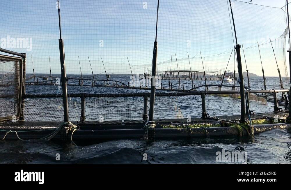 Ocean fish farm Stock Videos & Footage - HD and 4K Video Clips - Alamy