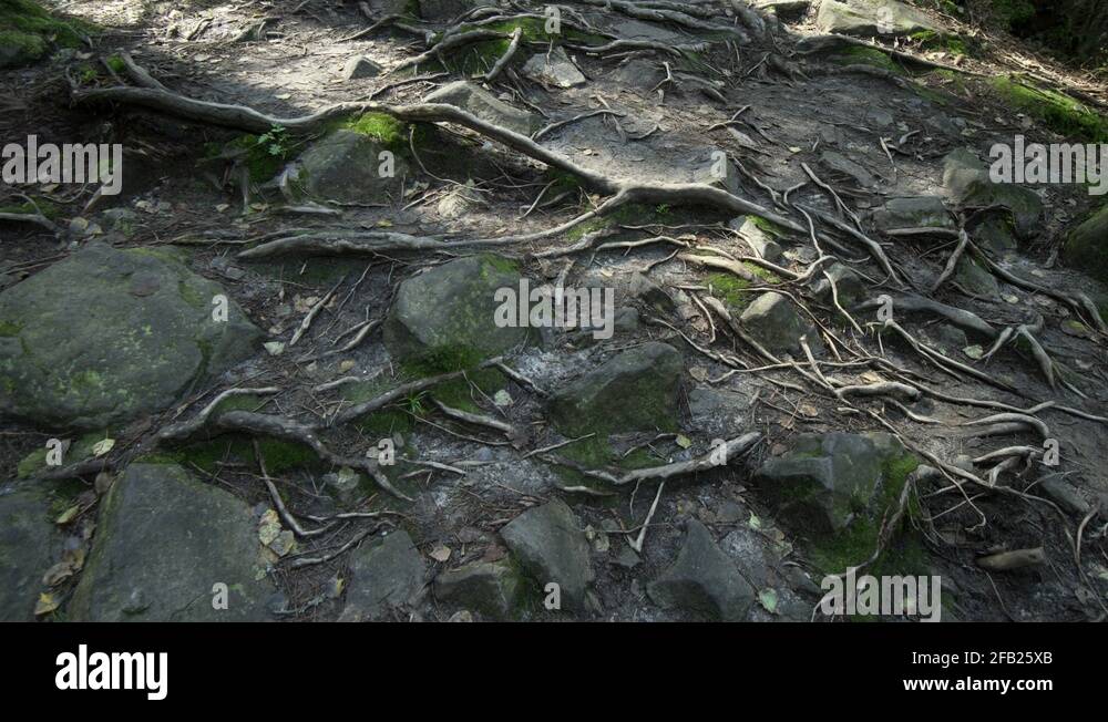 Snake roots Stock Videos & Footage - HD and 4K Video Clips - Alamy