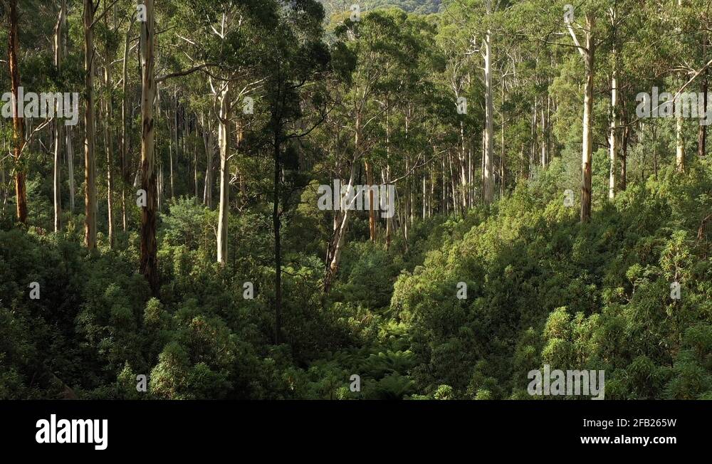 Aerial pullout, Incredible australian outback native trees, ferns, fly ...