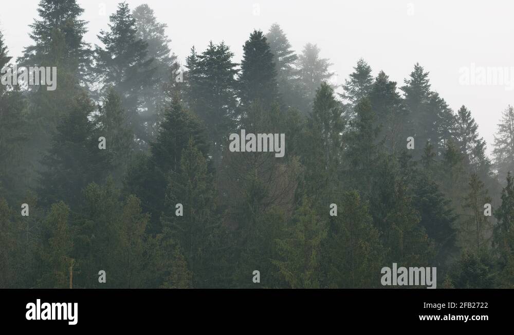 Thick fog forms and drifts over treetops of a temperate rainforest ...