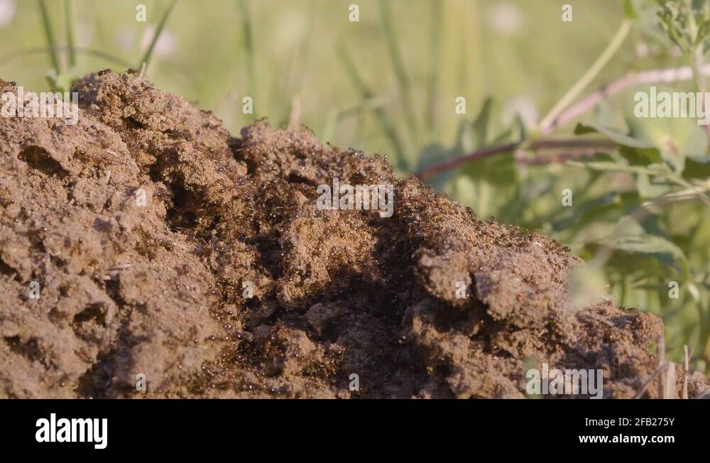 Red Fire Ant, horde of angry insect invaders swarm over new Anthill 4k ...