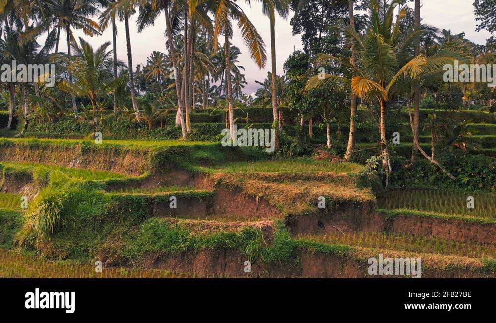 Balinese rice terraces Stock Videos & Footage - HD and 4K Video Clips ...