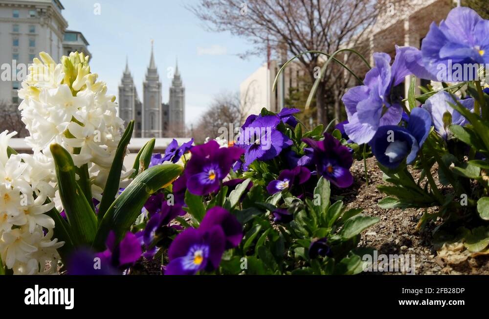 Spring flowers mormon temple Stock Videos & Footage - HD and 4K Video ...