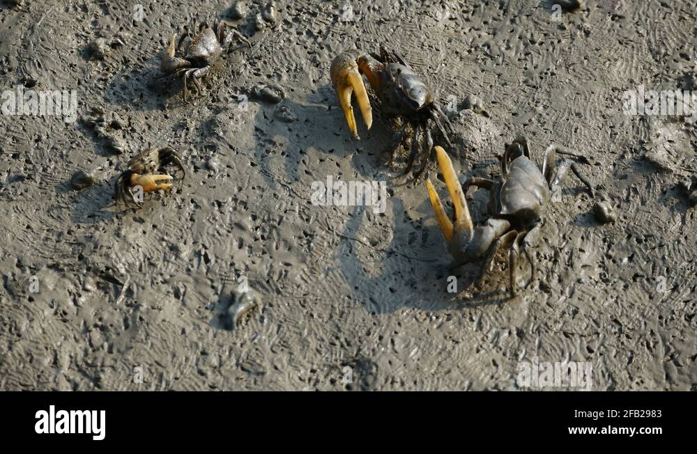 Mangrove swamp animals Stock Videos & Footage - HD and 4K Video Clips ...