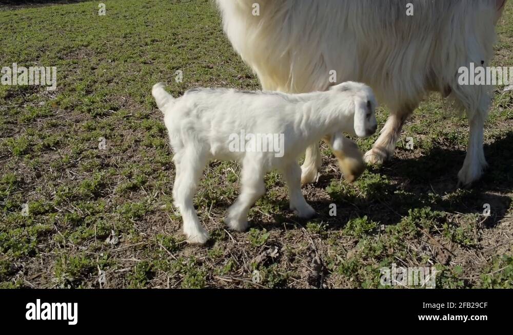 Baby goat video Stock Videos & Footage - HD and 4K Video Clips - Alamy