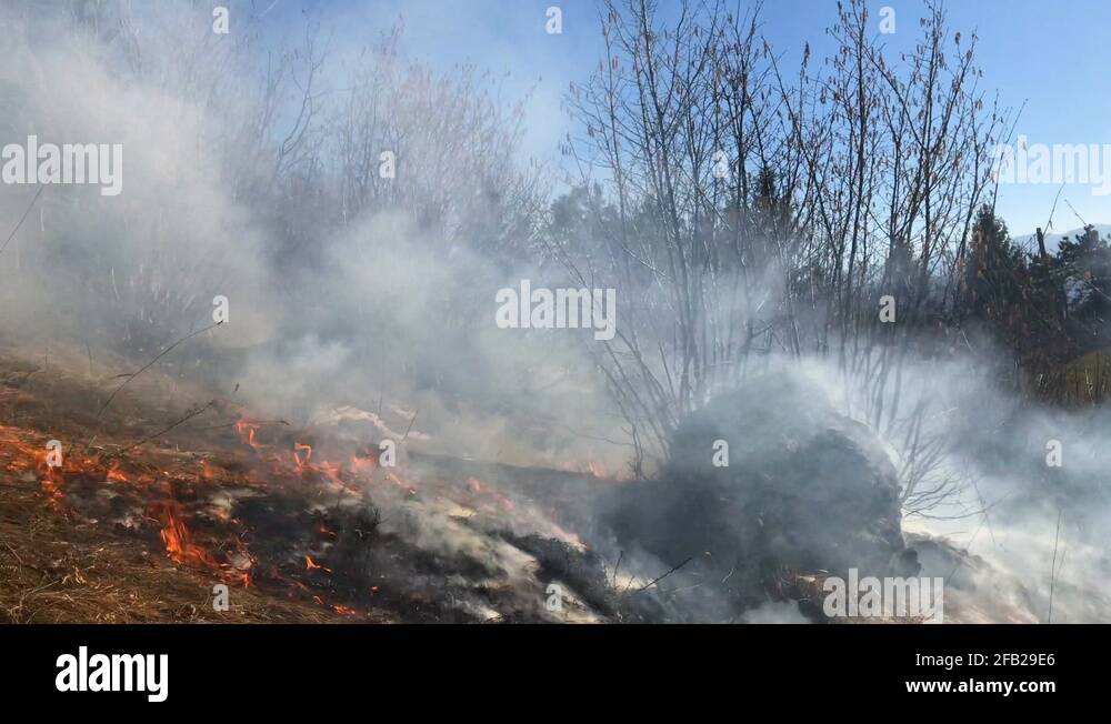 Fire in nature Stock Videos & Footage - HD and 4K Video Clips - Alamy