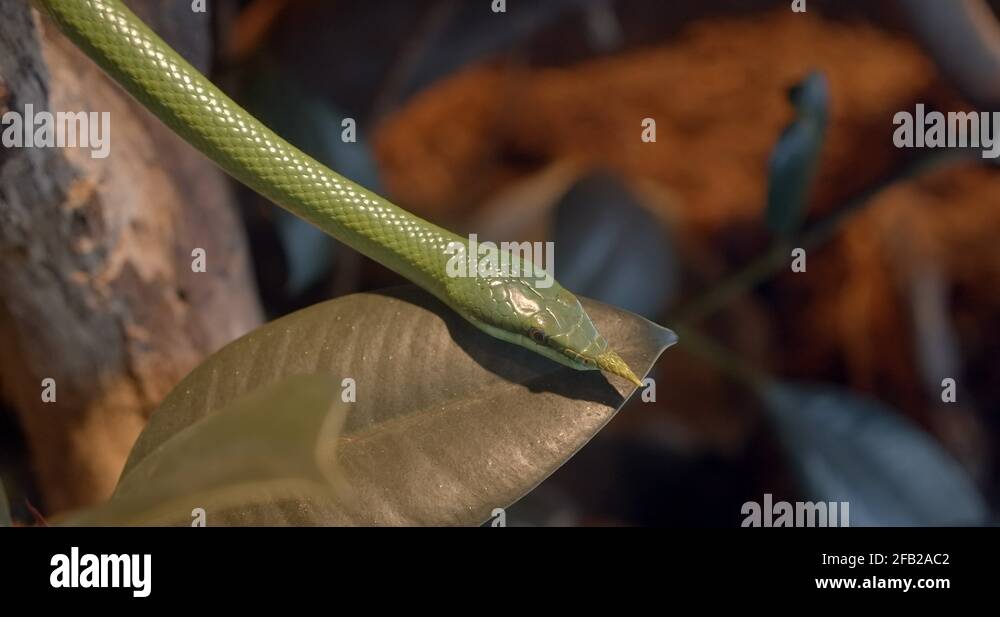Rhino snake Stock Videos & Footage - HD and 4K Video Clips - Alamy