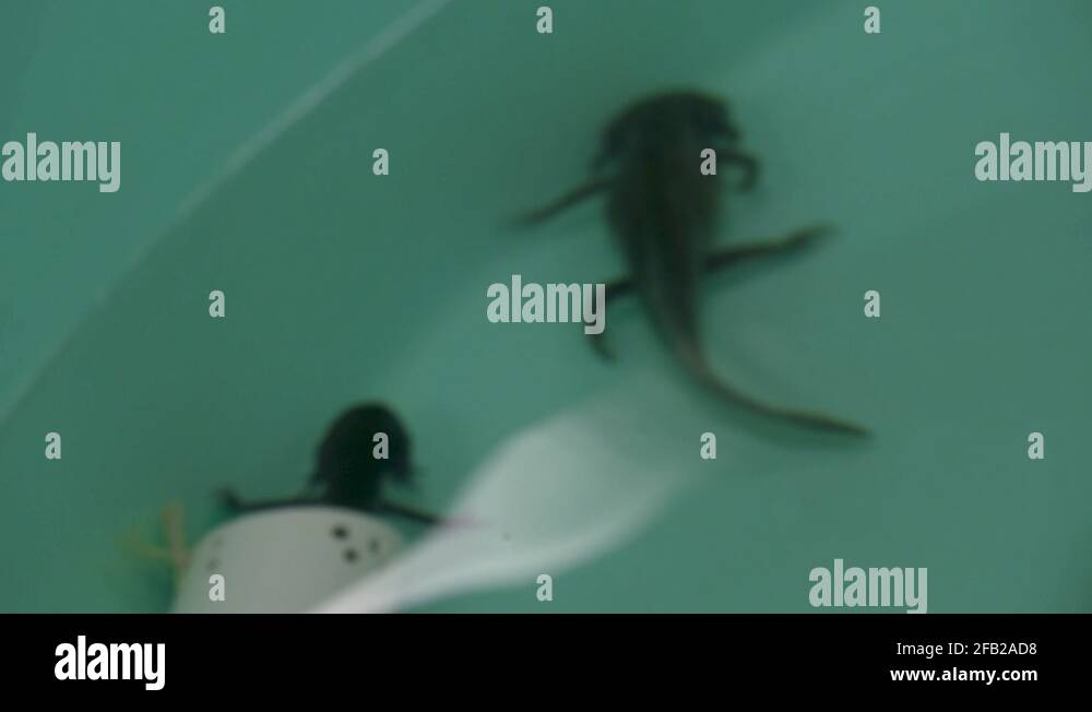 Axolotl swimming in water tank Stock Video Footage - Alamy