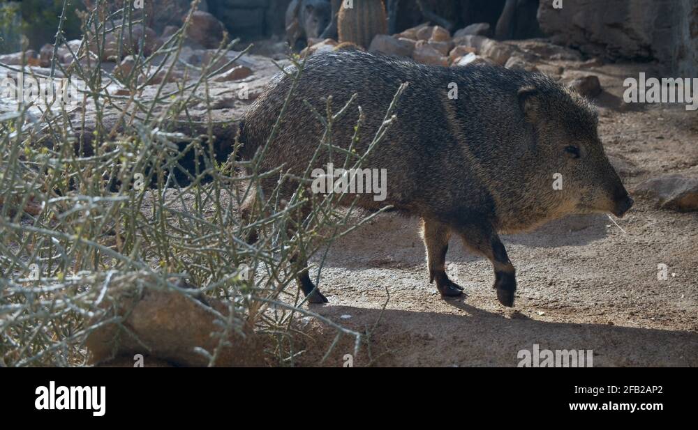 Wild pig cactus Stock Videos & Footage - HD and 4K Video Clips - Alamy