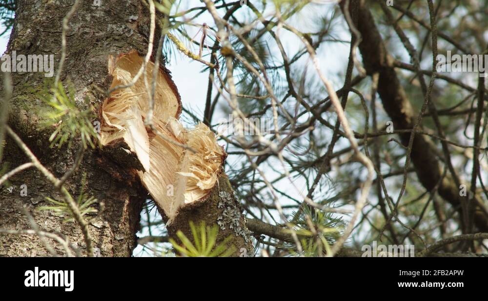 Broken off branch Stock Videos & Footage - HD and 4K Video Clips - Alamy
