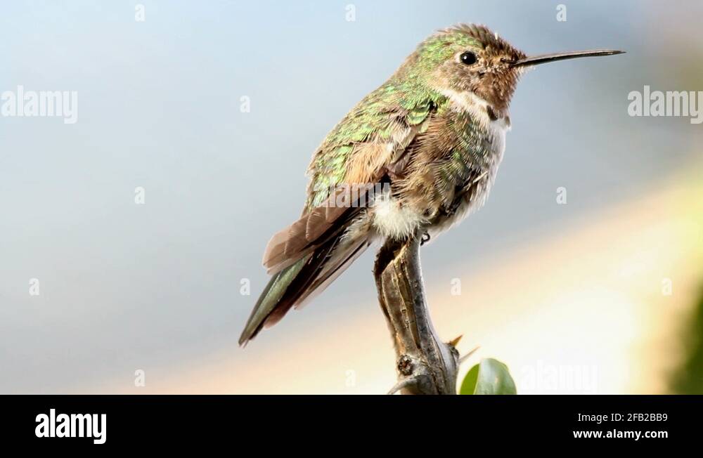 Hummingbird Tongue Stock Video Footage - Alamy