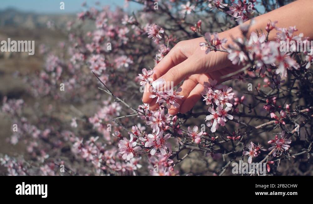 Female tree flower Stock Videos & Footage - HD and 4K Video Clips - Alamy