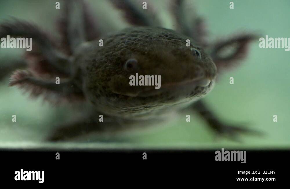 Axolotl xochimilco Stock Videos & Footage - HD and 4K Video Clips - Alamy