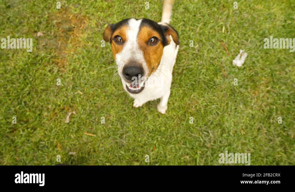 Jack russel face Stock Videos & Footage - HD and 4K Video Clips - Alamy