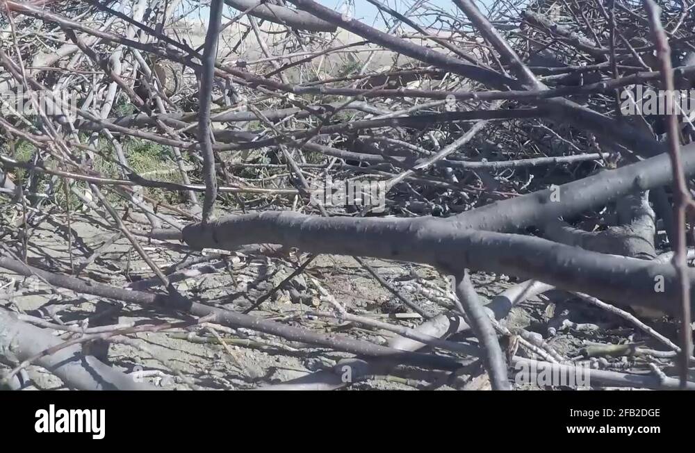 Trash in a tree Stock Videos & Footage - HD and 4K Video Clips - Alamy