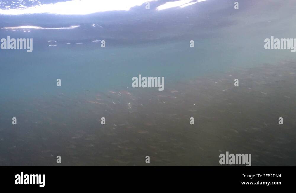 Fish pack Stock Videos & Footage - HD and 4K Video Clips - Alamy