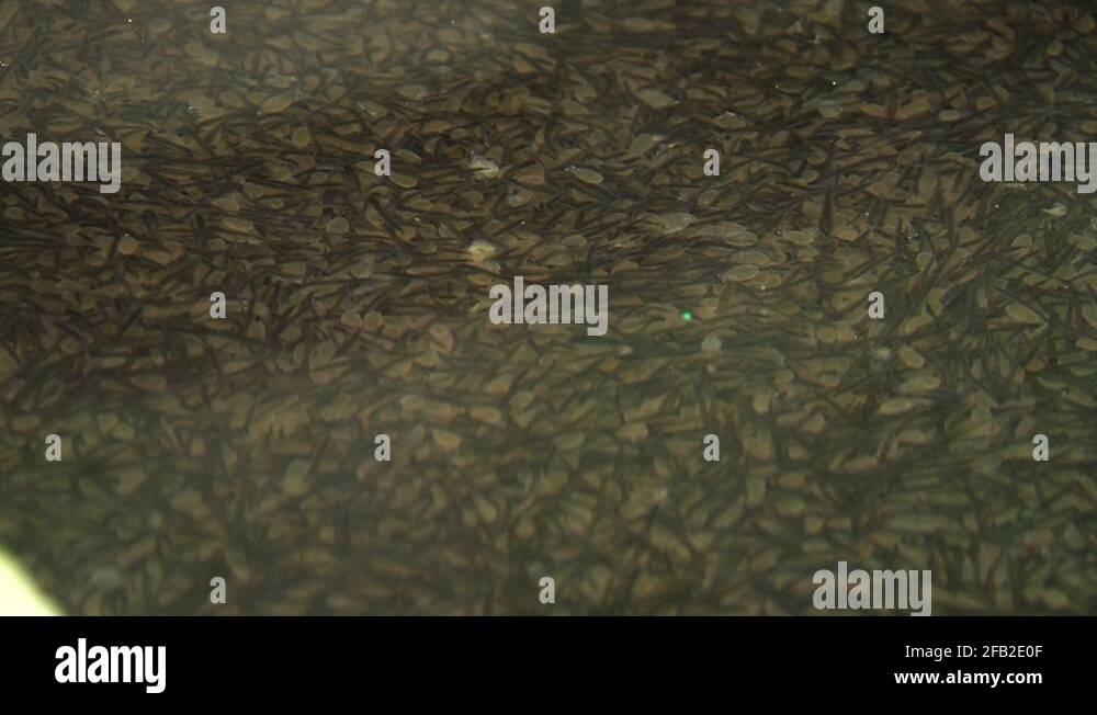 Salmon eggs hatching Stock Videos & Footage - HD and 4K Video Clips - Alamy